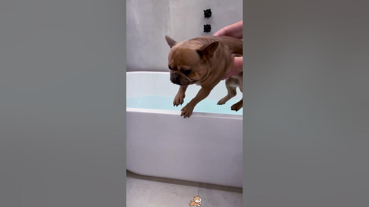 When a dog hears it’s time to take a bath - YouTube