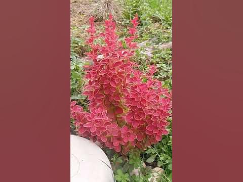 Барбарис Оранжевый лед - YouTube