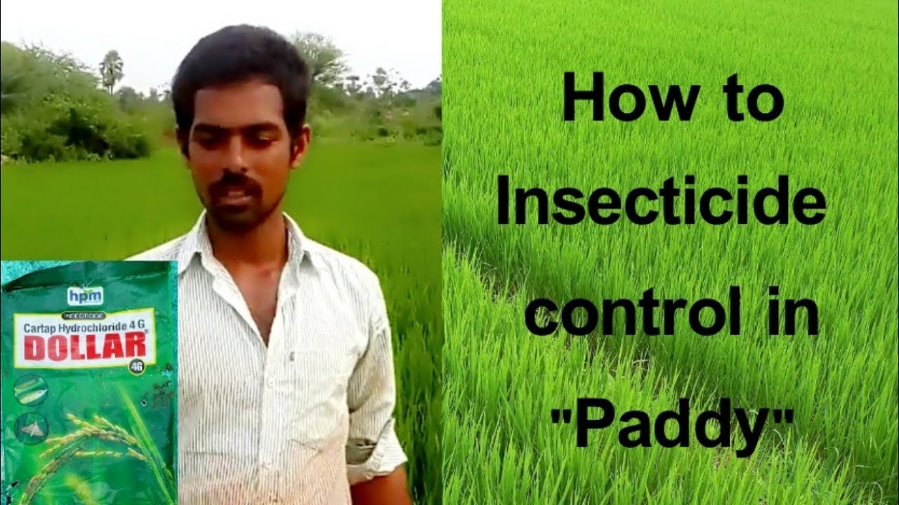 DOLLAR 4G Granules For Controlling of Insecticide in Paddy and Best ...