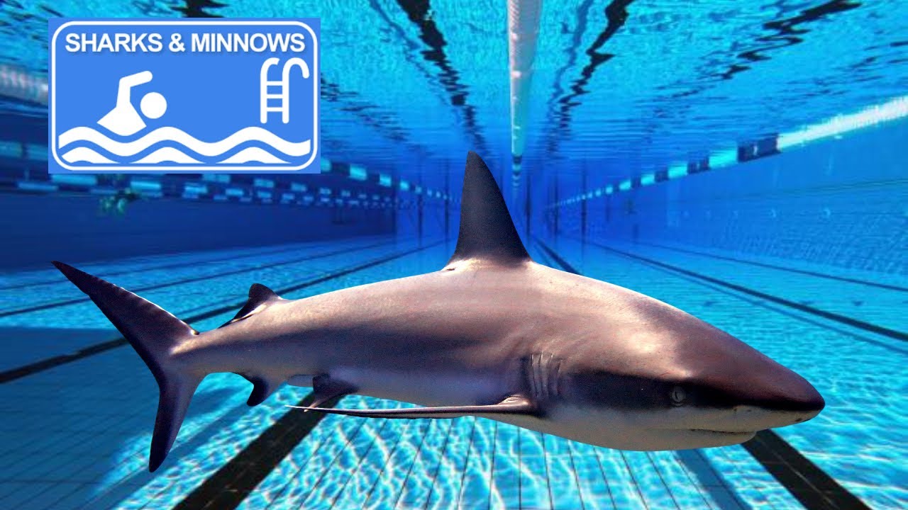 THERES A SHARK IN THE POOL! - YouTube
