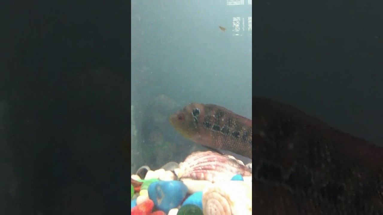 Floron fish 🐠 - YouTube