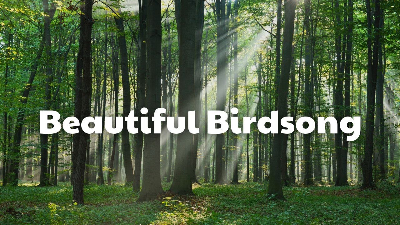 Beautiful Birdsong in the Forest - 5 Hours of Birds Singing ...