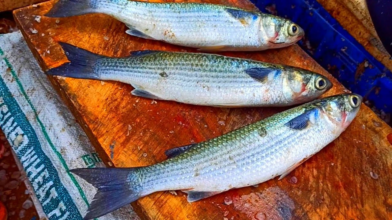 Amazing Green Kota Sala Fish Cutting & Slicing / India Fish Market / CT ...