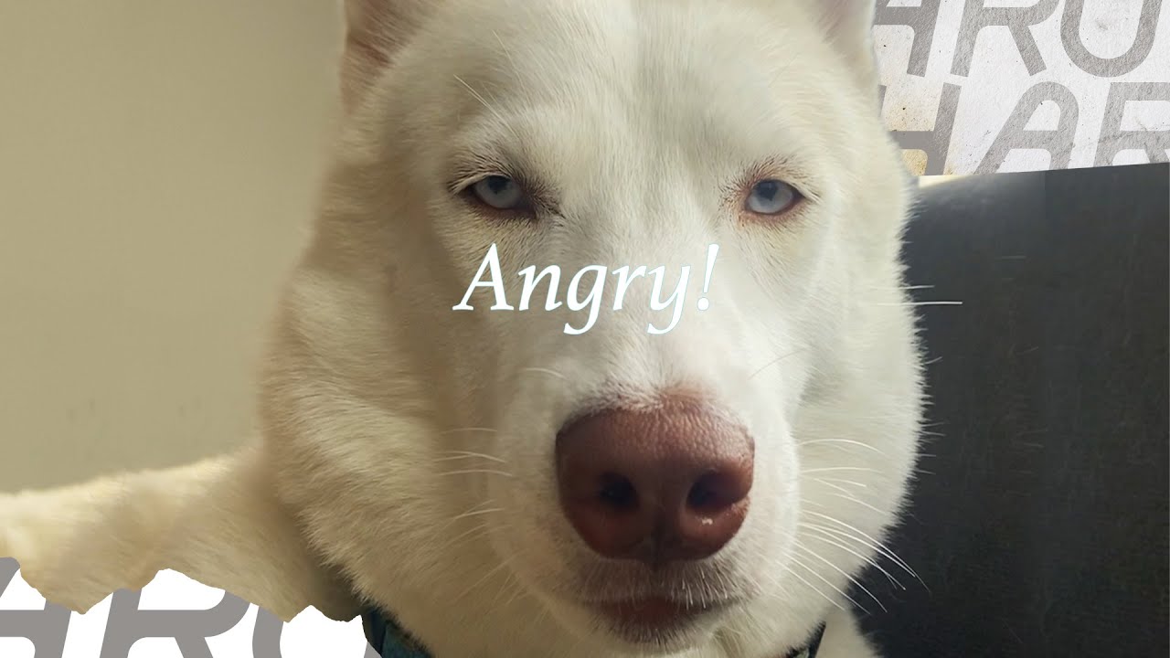 Angry Siberian Husky - YouTube