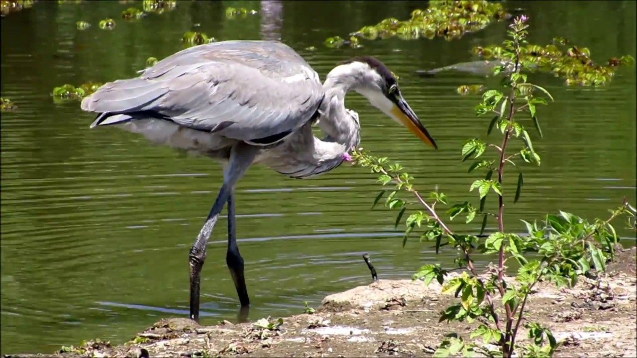 Garza mora (Ardea cocoi). - YouTube
