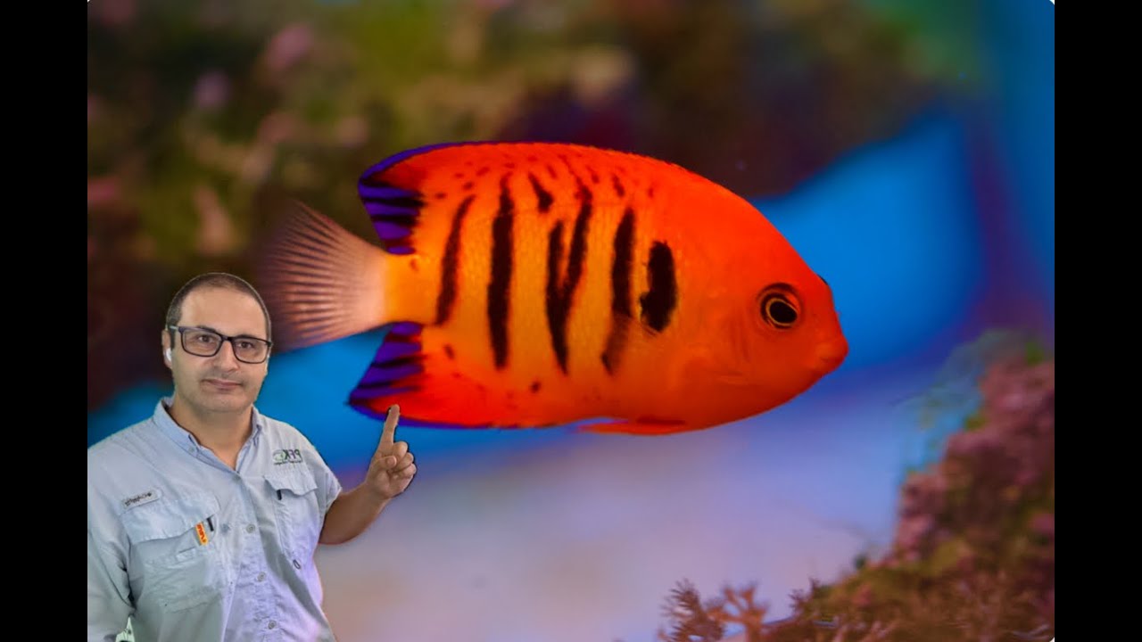 Como manter um Flame Angel Peixe Anjo Marinho - Centropyge loricula ...