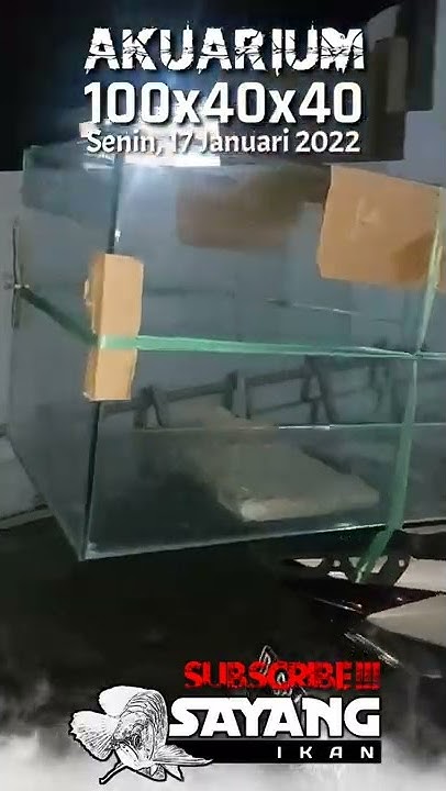 BARU‼️ Akuarium 100cm - YouTube