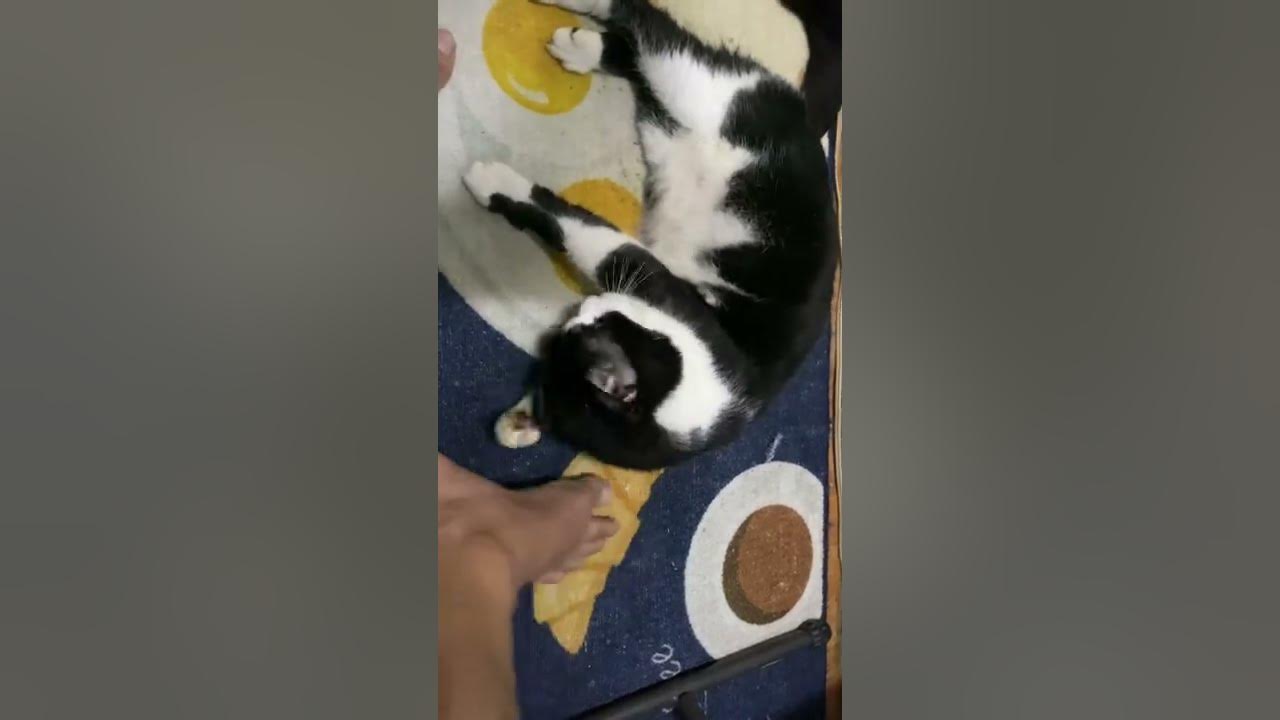 King the tuxedo cat, high on catnip - YouTube