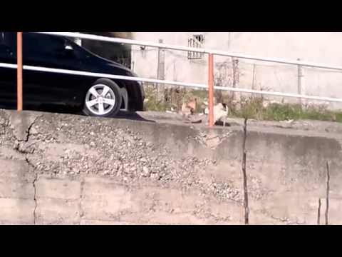 Best Funny, Divertenti Videos #