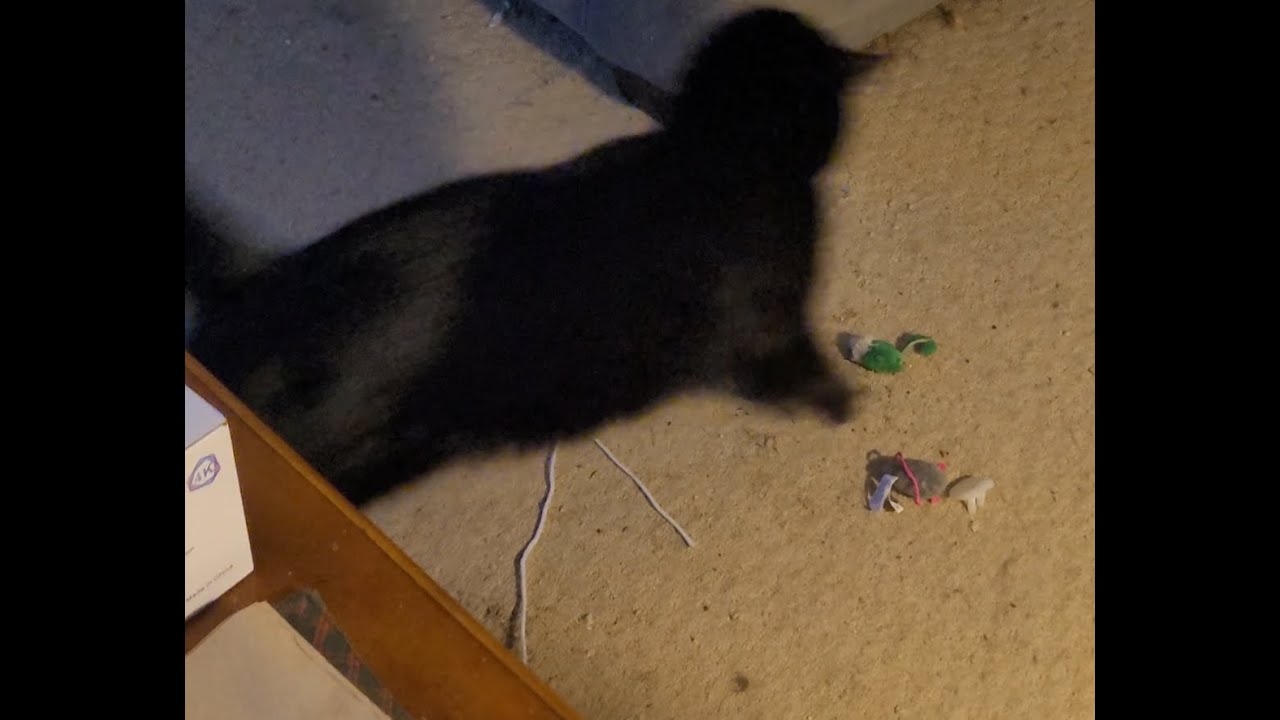 Buddy's Zoomies Extravaganza: Hops, Batting Toys, and Those Adorable ...
