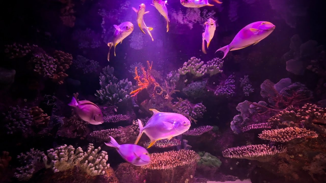 Fish Tank | Aquarium Bubbling Sounds to Relax - YouTube