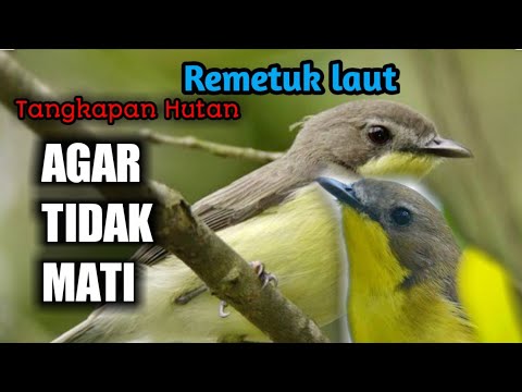 Cara merawat burung Remetuk laut,hasil pikatan hutan - YouTube