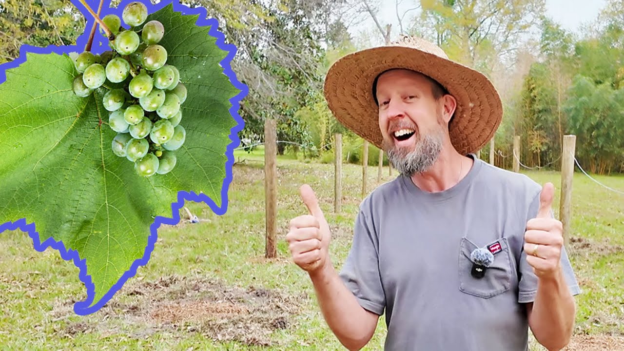 Building A Lattice For Grapevines Build Your Own Grape Vine Arbor.