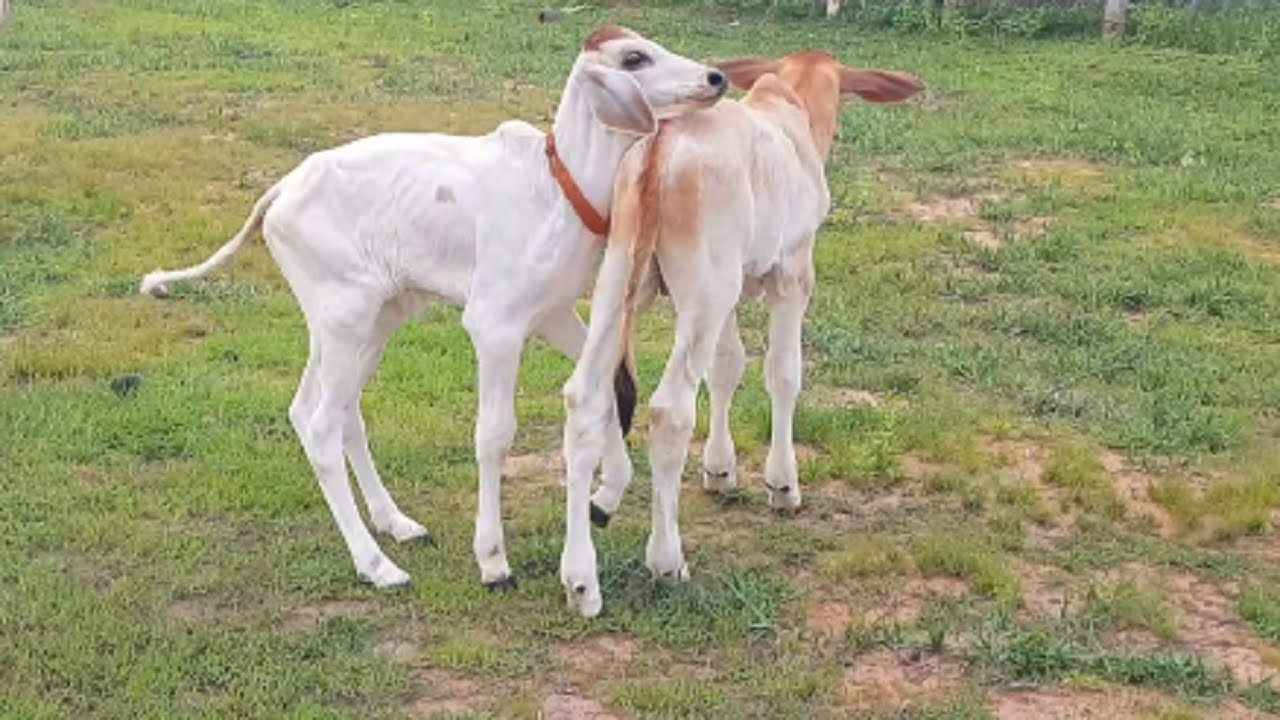 Oops! What's Baby Cows Doing? So Cute Two Baby Playing! Look Like Twin ...
