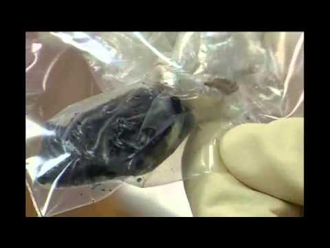 Heroin main killer in drug deaths