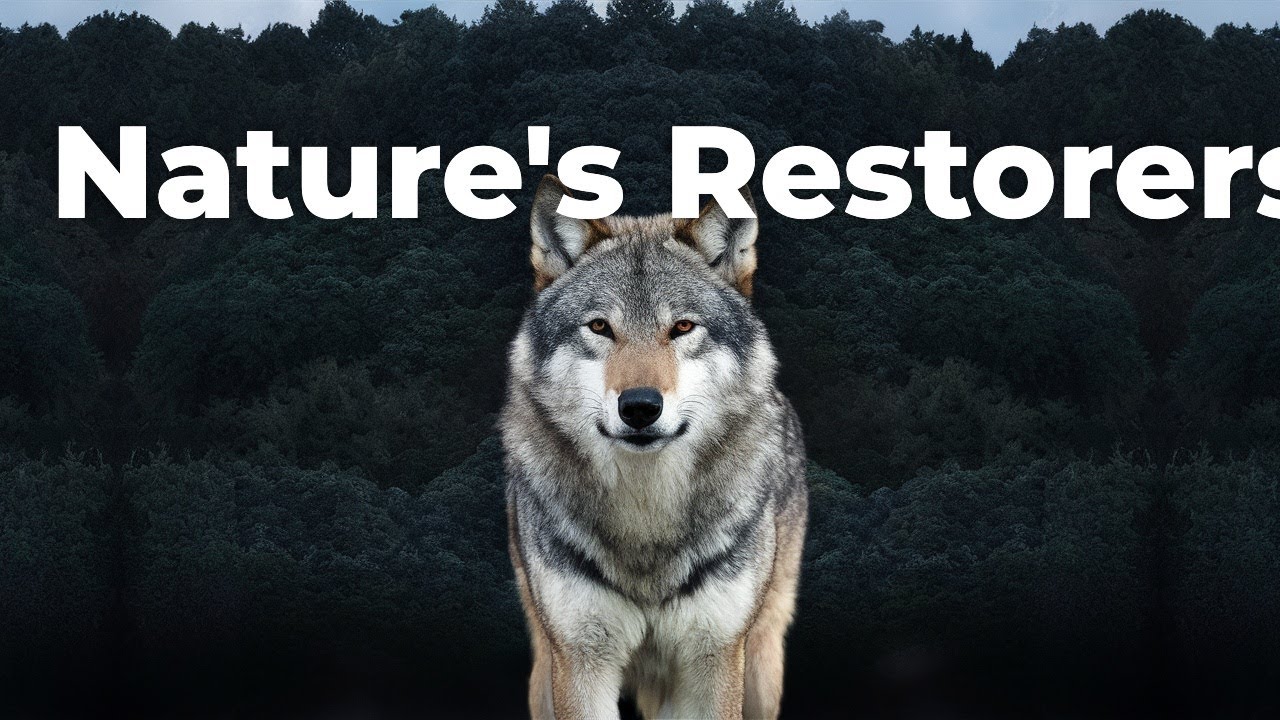How 14 Wolves Transformed Yellowstone's Ecosystem and Economy - YouTube