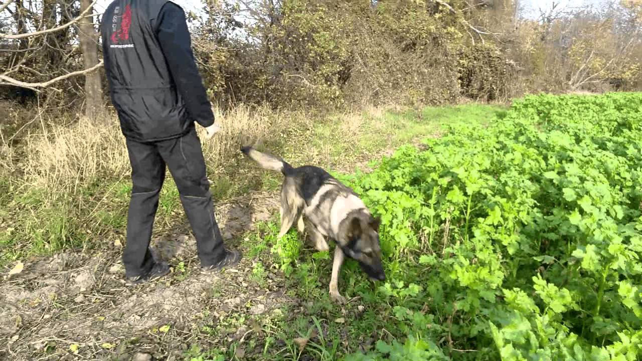 Bomb Detection Dog - EDD - corridor checkup - YouTube