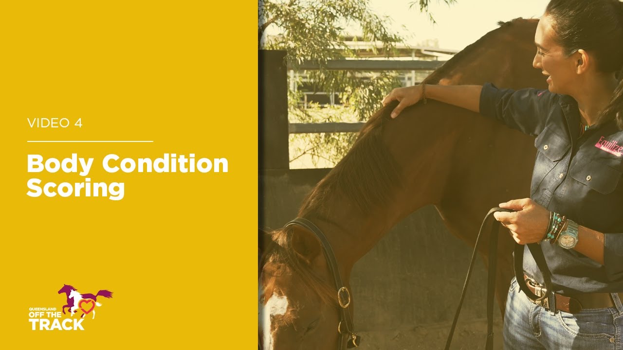 Video 4: Body Condition Scoring - YouTube