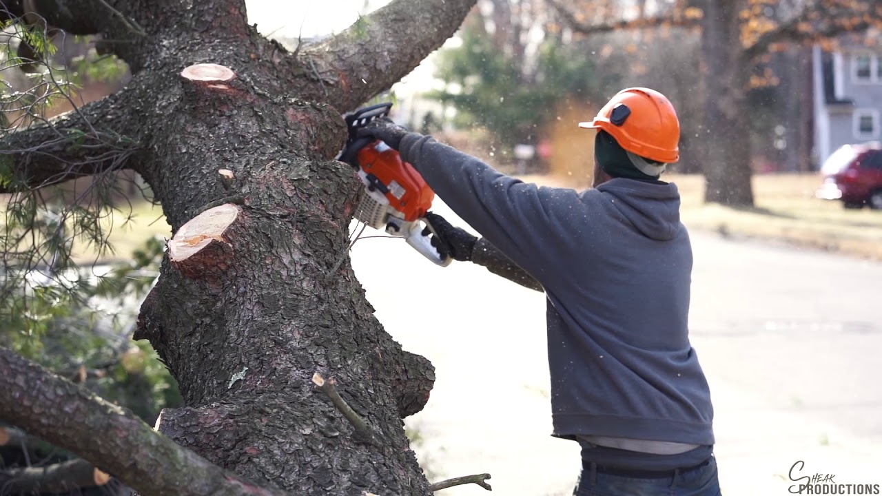 Mankus Tree Service Cinematic Video - YouTube