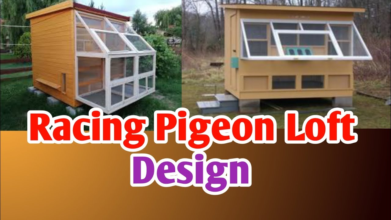 Racing Pigeon Loft Design | Best Loft Idea @petslover1338 - YouTube
