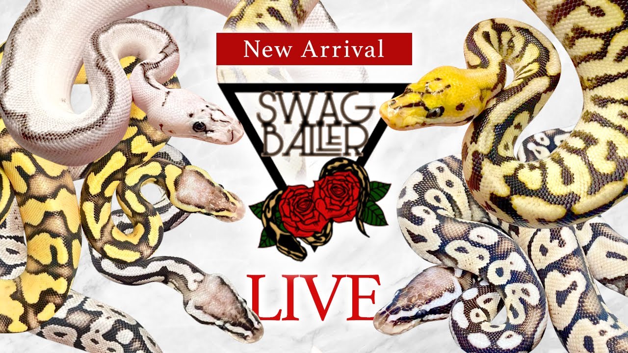 【新入荷！】SWAG Ballerの新入荷が来たので見ましょうの会【10/22BO大阪】 - YouTube