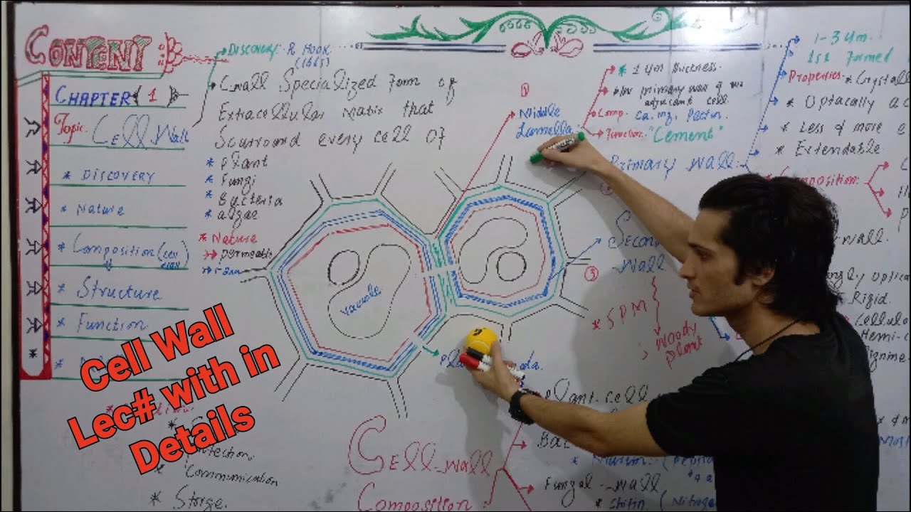 Cell Wall | Cell wall Structure & Function | Class 11 Biology - YouTube