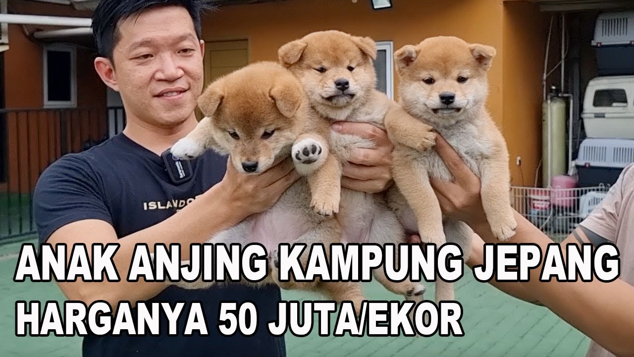 Anak Anjing Kampung Jepang Ini Laku 50 Juta/ekor - YouTube