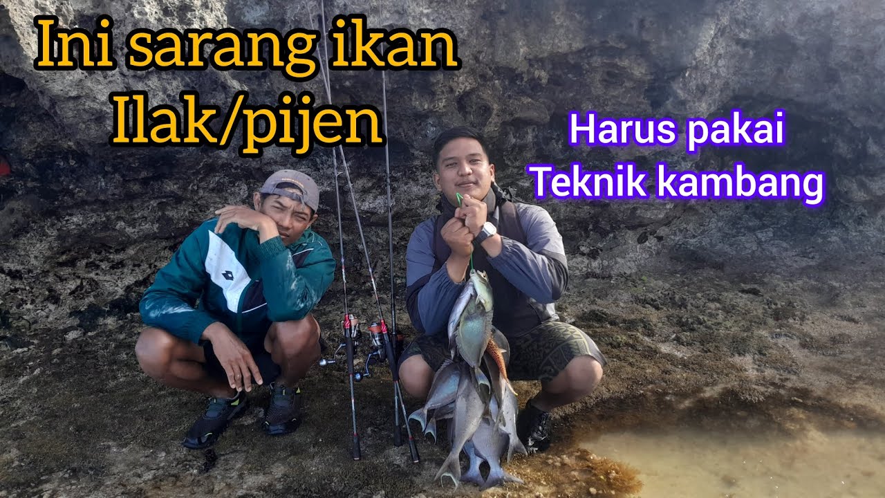 Mancing di sarang ikan pijen/ilak!!! PANEN - YouTube