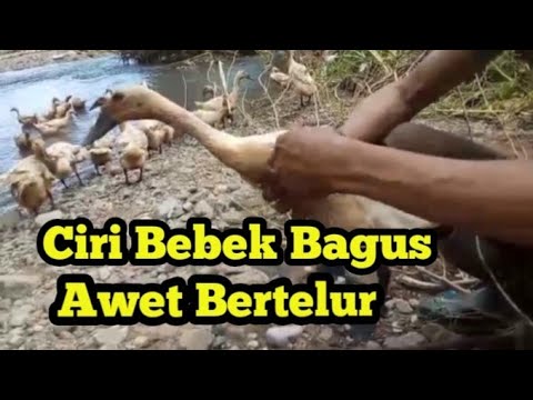 CIRI-CIRI BEBEK BAGUS YANG AWET BERTELUR