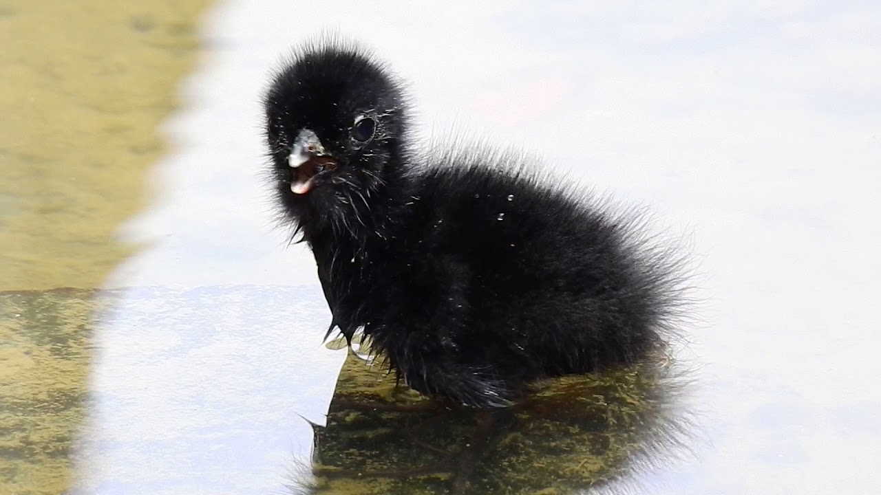 白腹秧雞北鼻呼喚媽咪 White-breasted Waterhen chick 09/AUG/2018 - YouTube