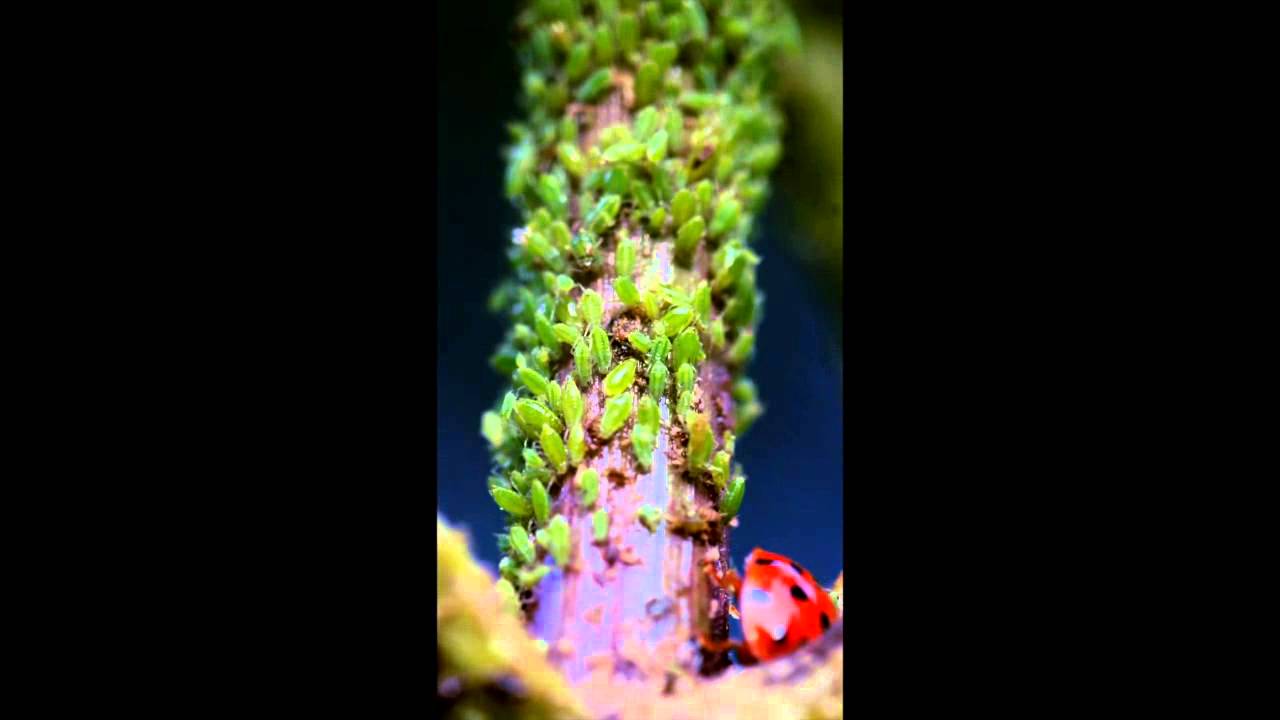 Observations of Insect Behaviour - YouTube