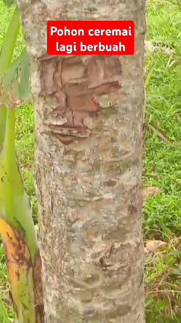 Pohon langka buah Ceremei #fruit - YouTube