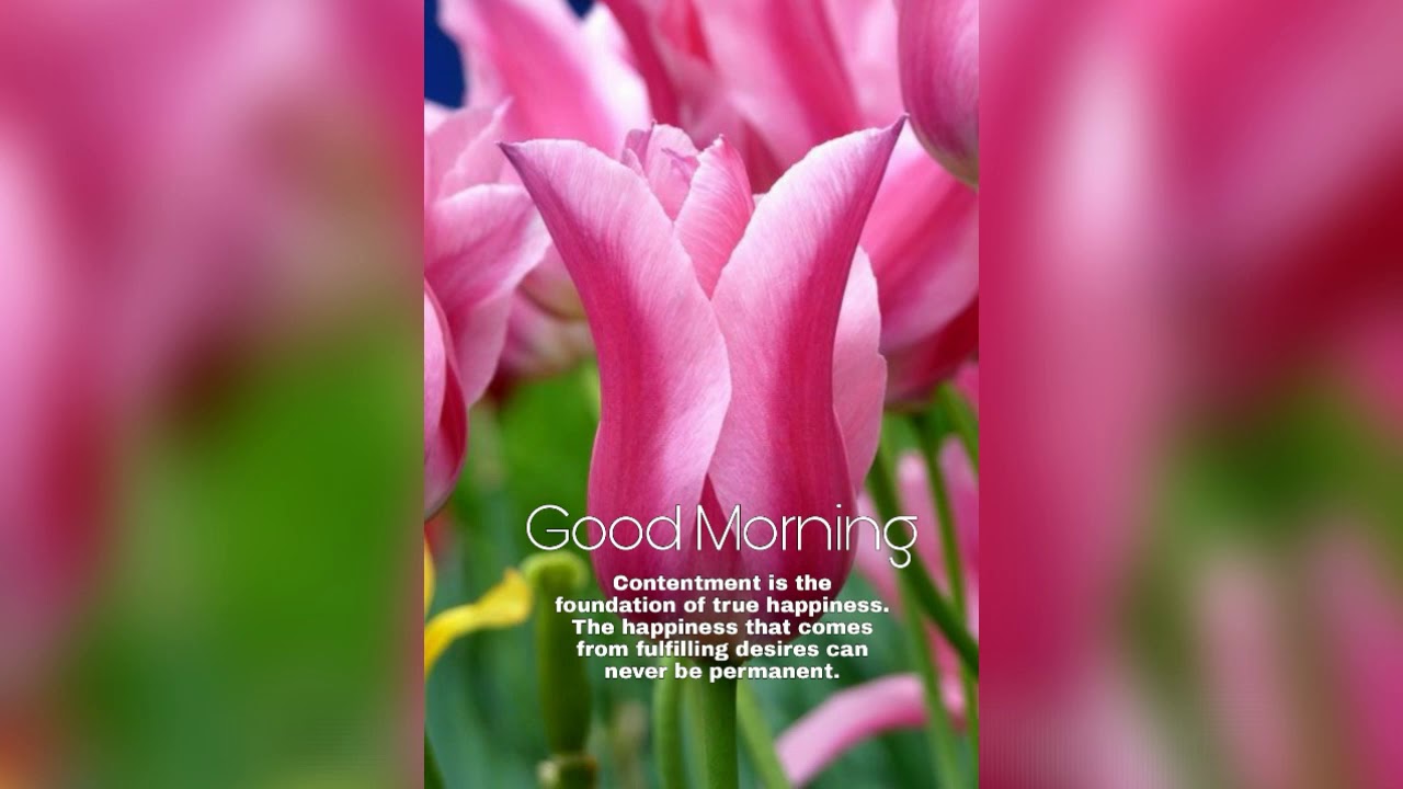 22 best good morning images 2020 - YouTube
