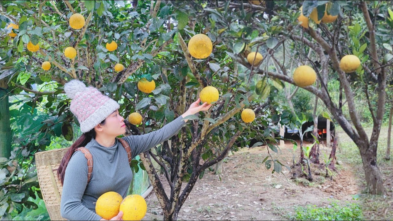 Grapefruit Harvest | Take care of Tomato garden | farm life - YouTube