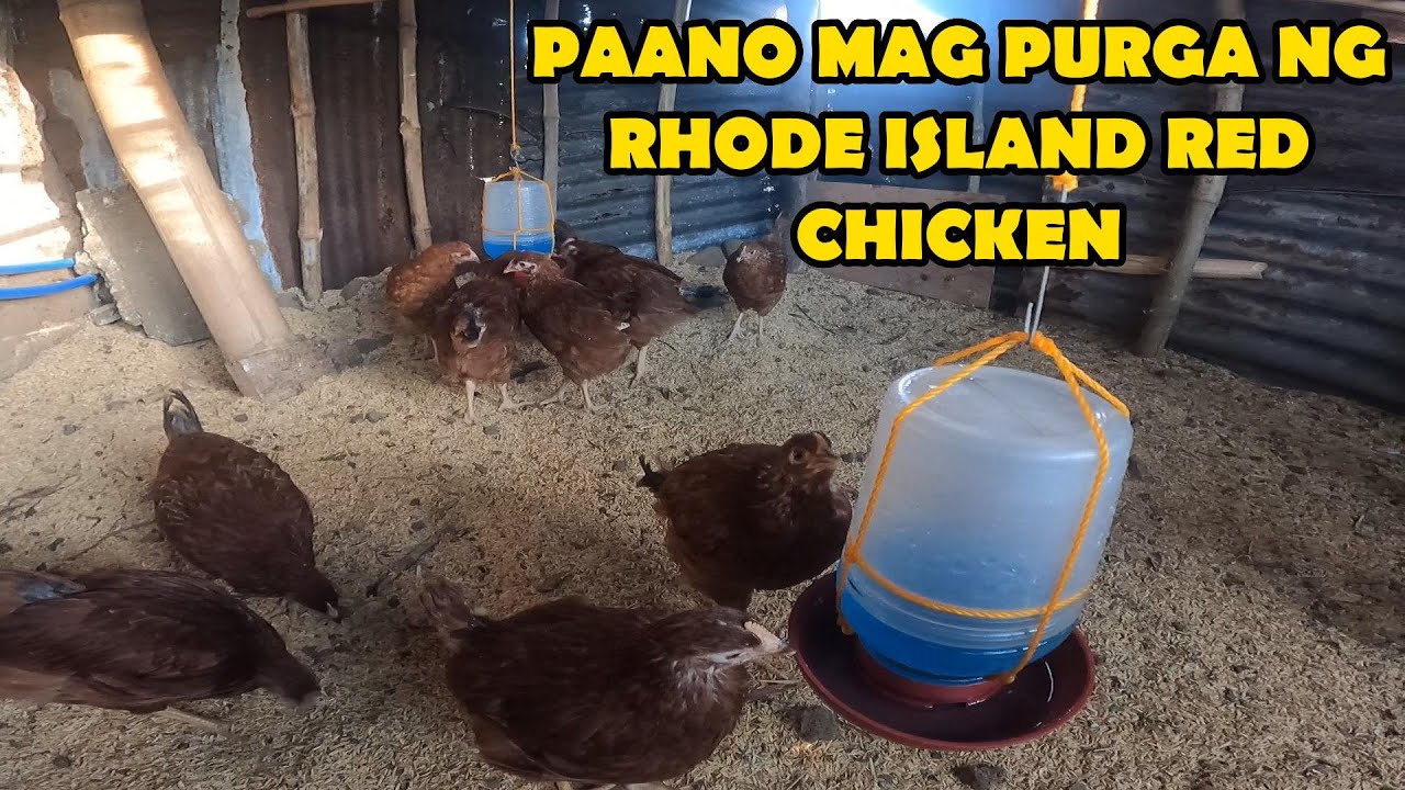 PAANO MAG PURGA NG RHODE ISLAND RED CHICKEN | BACKYARD FARMING ...