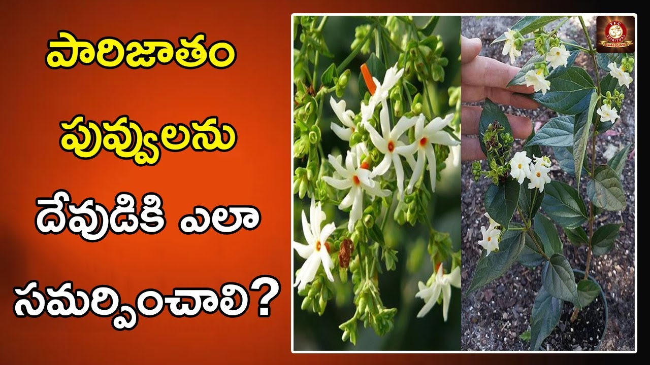 Parijata Flower In Telugu | Best Flower Site