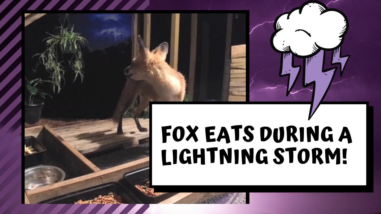 Huge Lightning Storm Behind This Fox as He Eats - YouTube