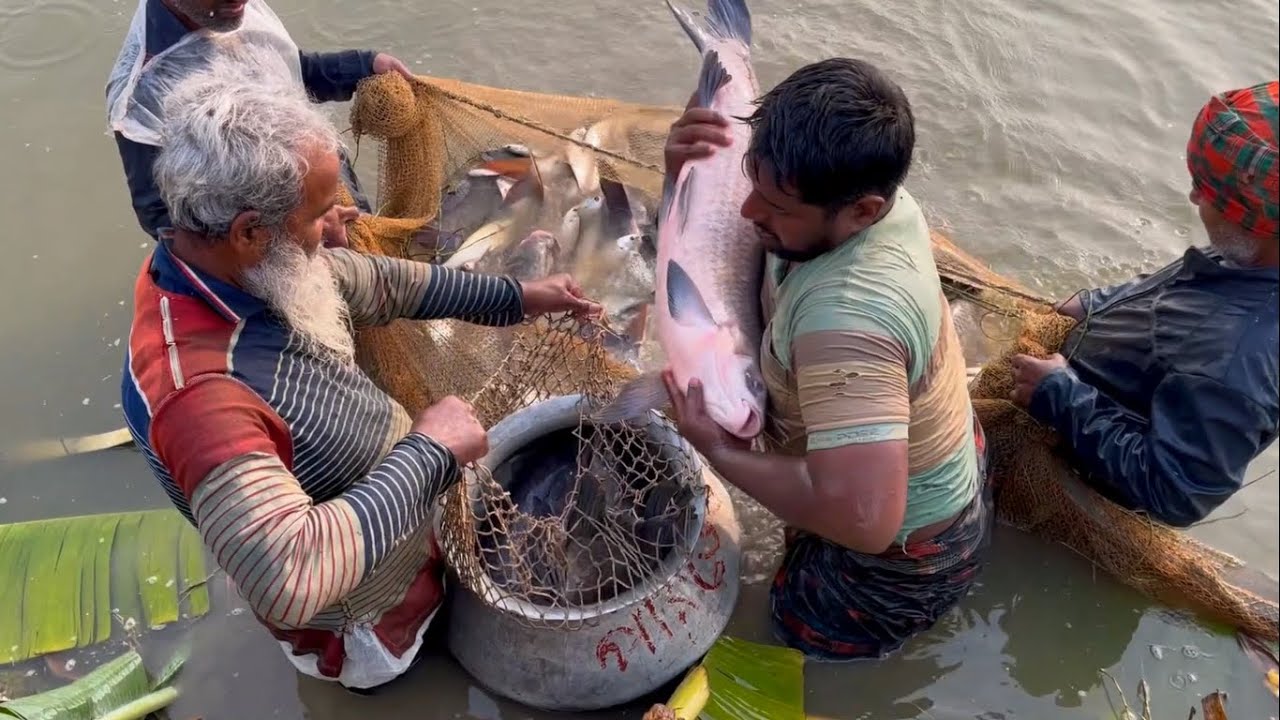 Village People Catching Big Fish In The Pond Using Net - YouTube
