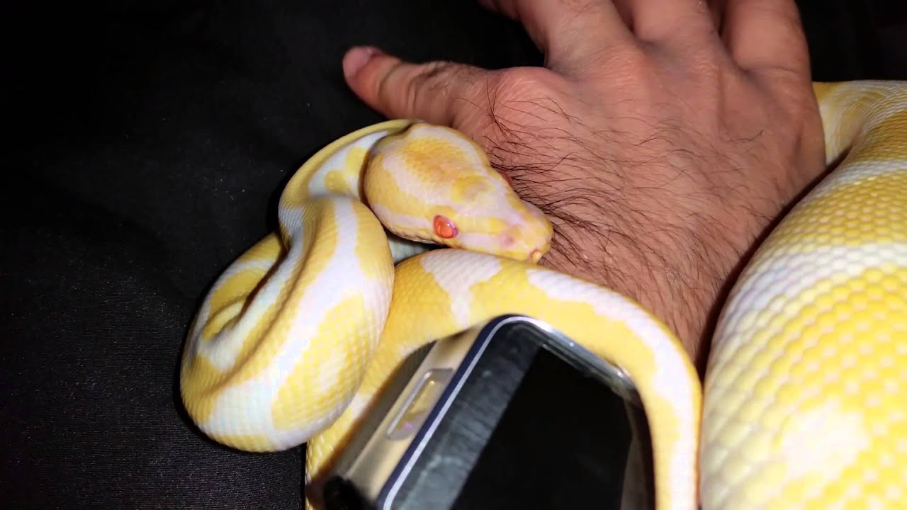 A couple days after shed. Albino ball python - YouTube