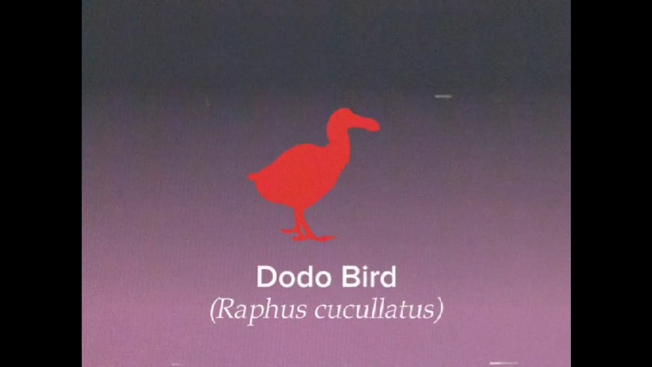 Analog horror - Dodo Bird - YouTube