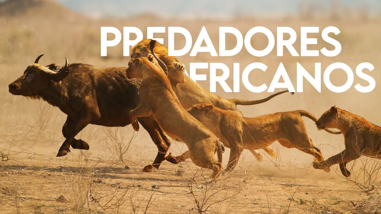 PREDADORES AFRICANOS | DOCUMENTÁRIO | VIDA SELVAGEM - YouTube