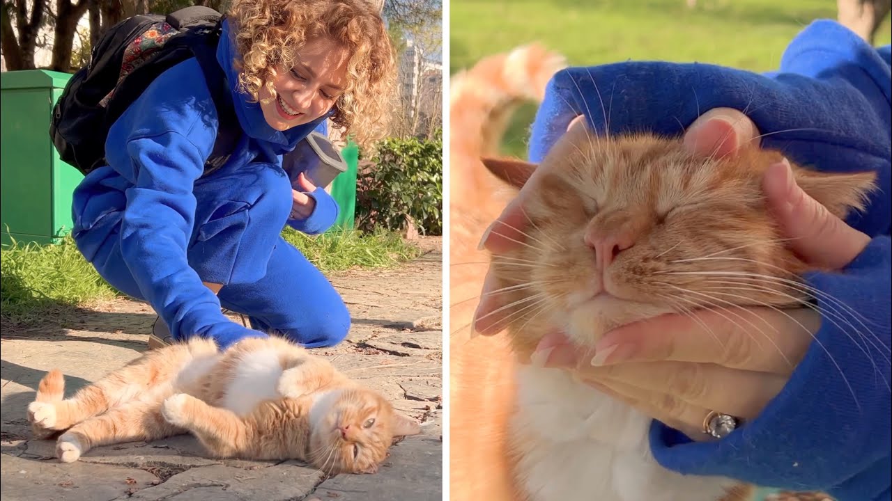 Cute AGGRESSION / Could you resist the Cuteness of this GINGER? |4K ...