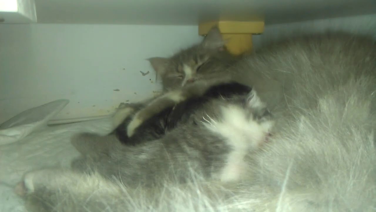 Gendis & miumiu & cucu & caca - YouTube