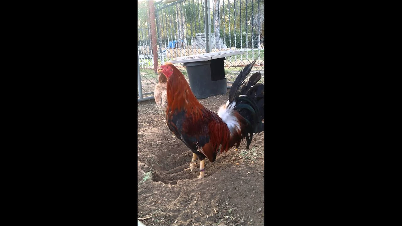 Howard Belk Mahoney Gull Brood Cock with Hens - YouTube