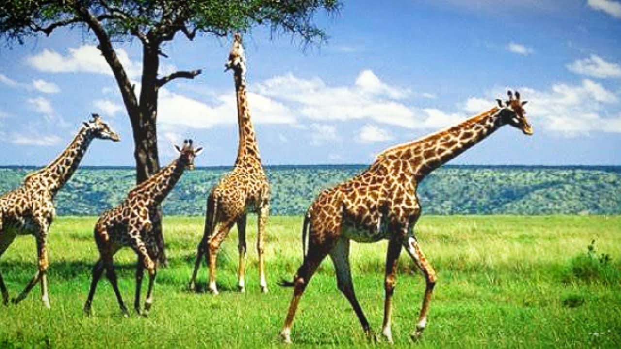 Animals Causing Chaos - YouTube