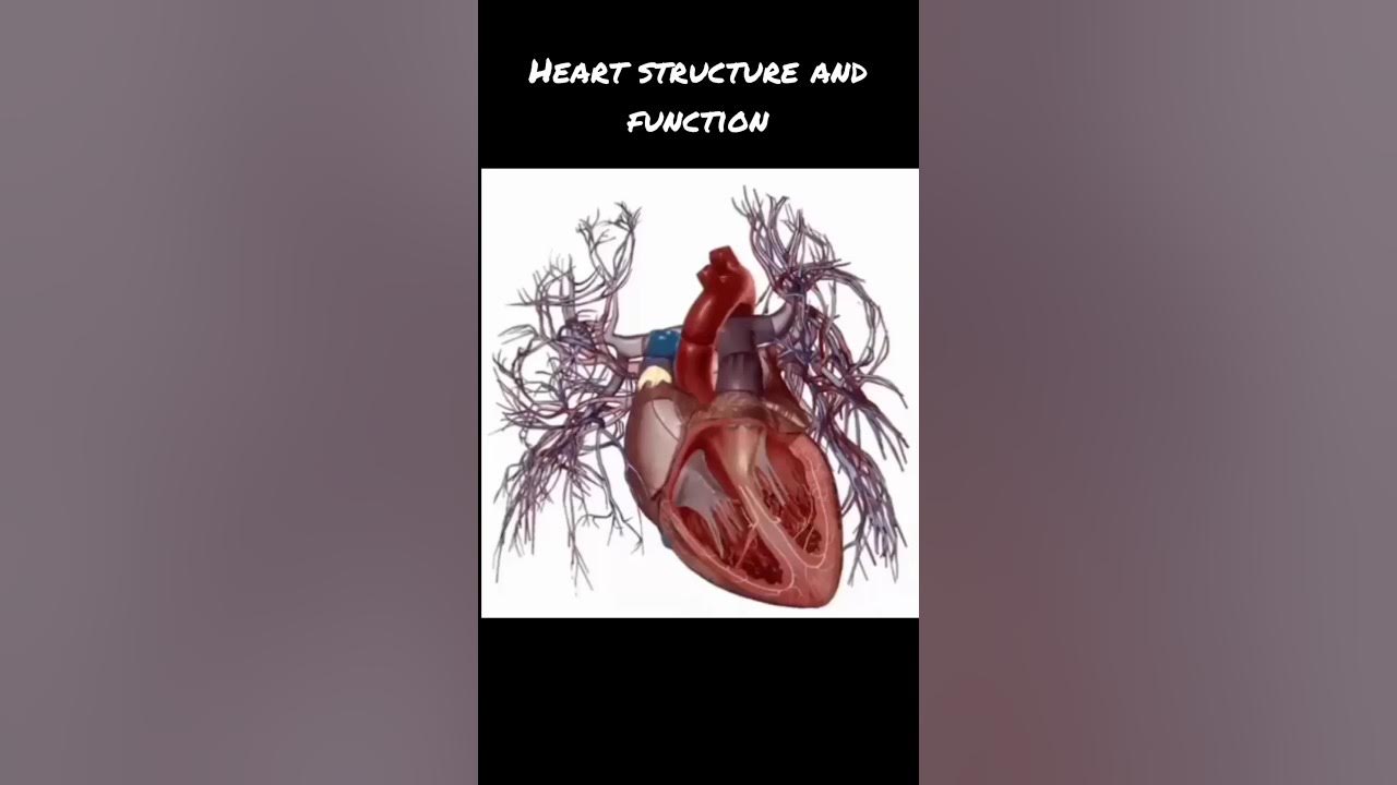Heart Structure And Function Heart Heart Function shots heart-structure-and-function-heart-heart-function-shots