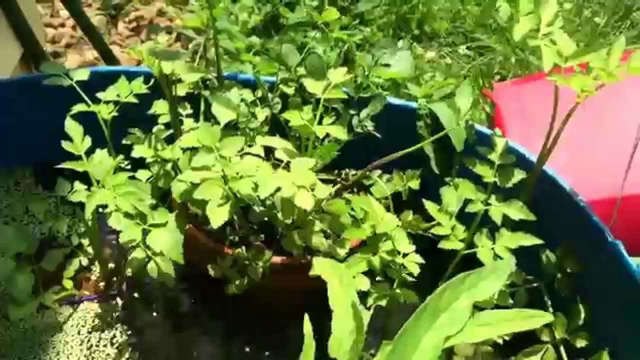 Aquatic Edible Ecosystem update - YouTube