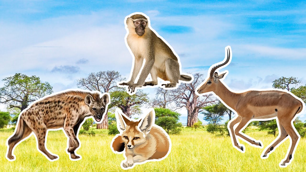 Sounds of African Animals - Hyena, Impala, Fox Fenek, Magot - YouTube