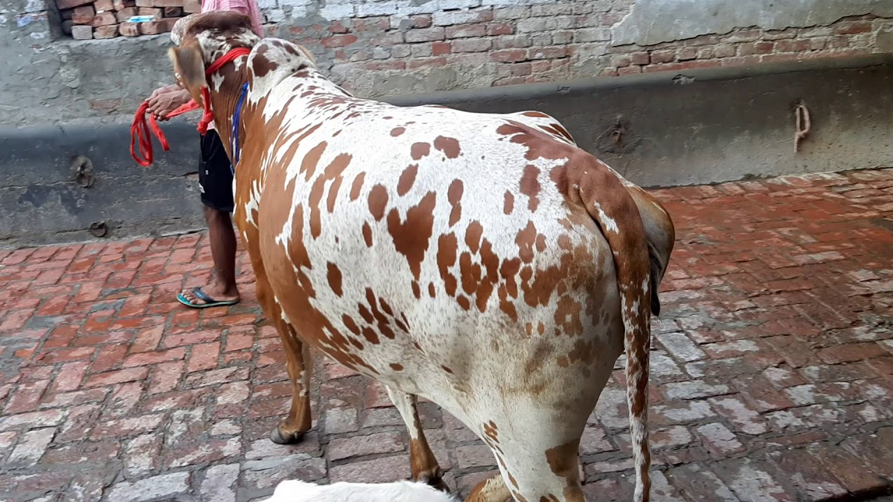 Purebreed Rathi cow for sale 7 months pregnant contact - 9255808680 ...