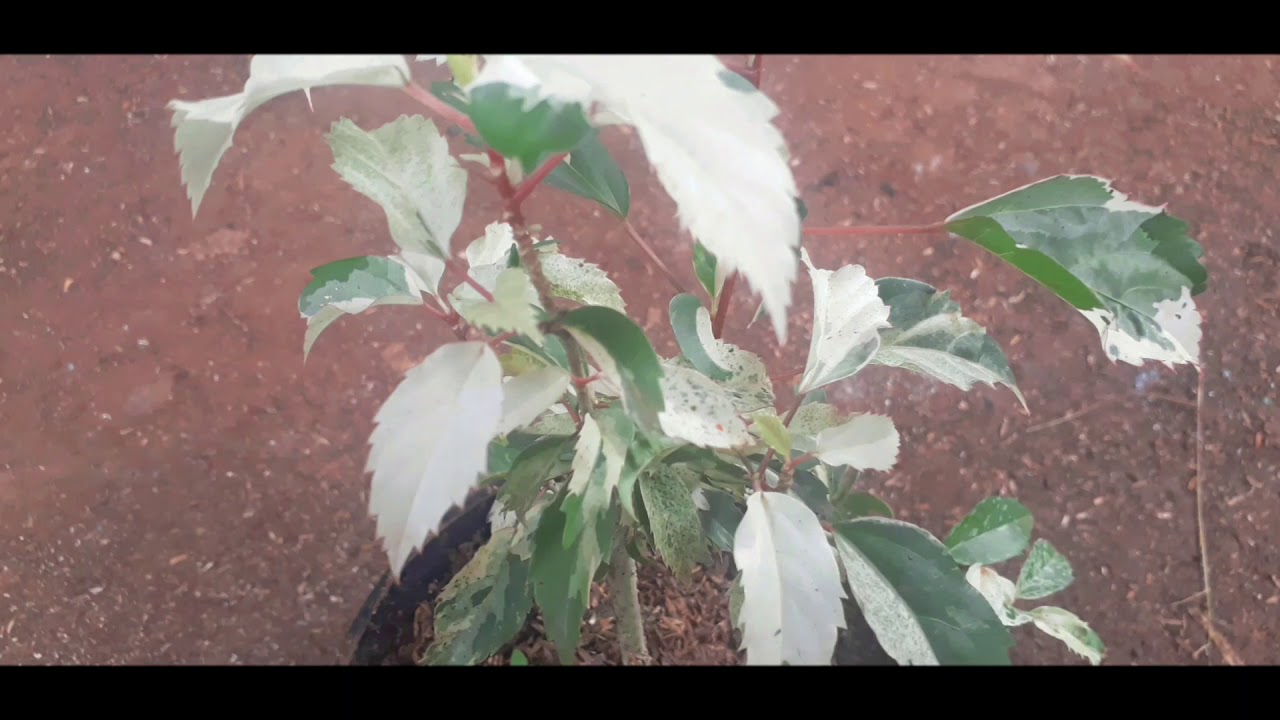 Tanaman Kembang Sepatu Variegata Hibiscus Rosa sinensis - YouTube